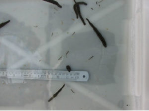 Leech News - R&M Lupton leeches - medical leech supplier